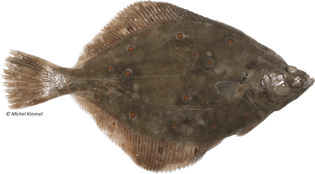 La Plie Commune ou Le Carrelet - Euro-Toques France