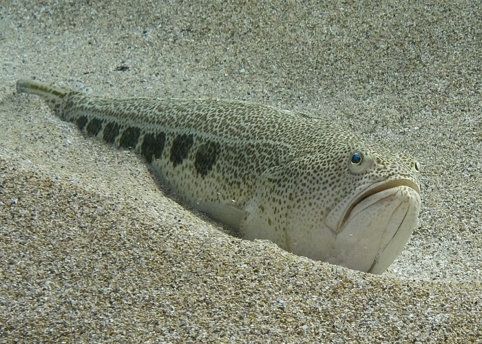 La Vive, poisson d'eau de mer - Euro-Toques France